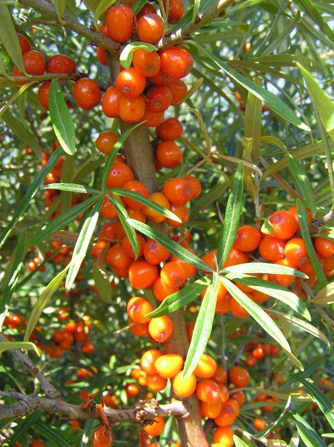 Havtorn är årets höstfröjd